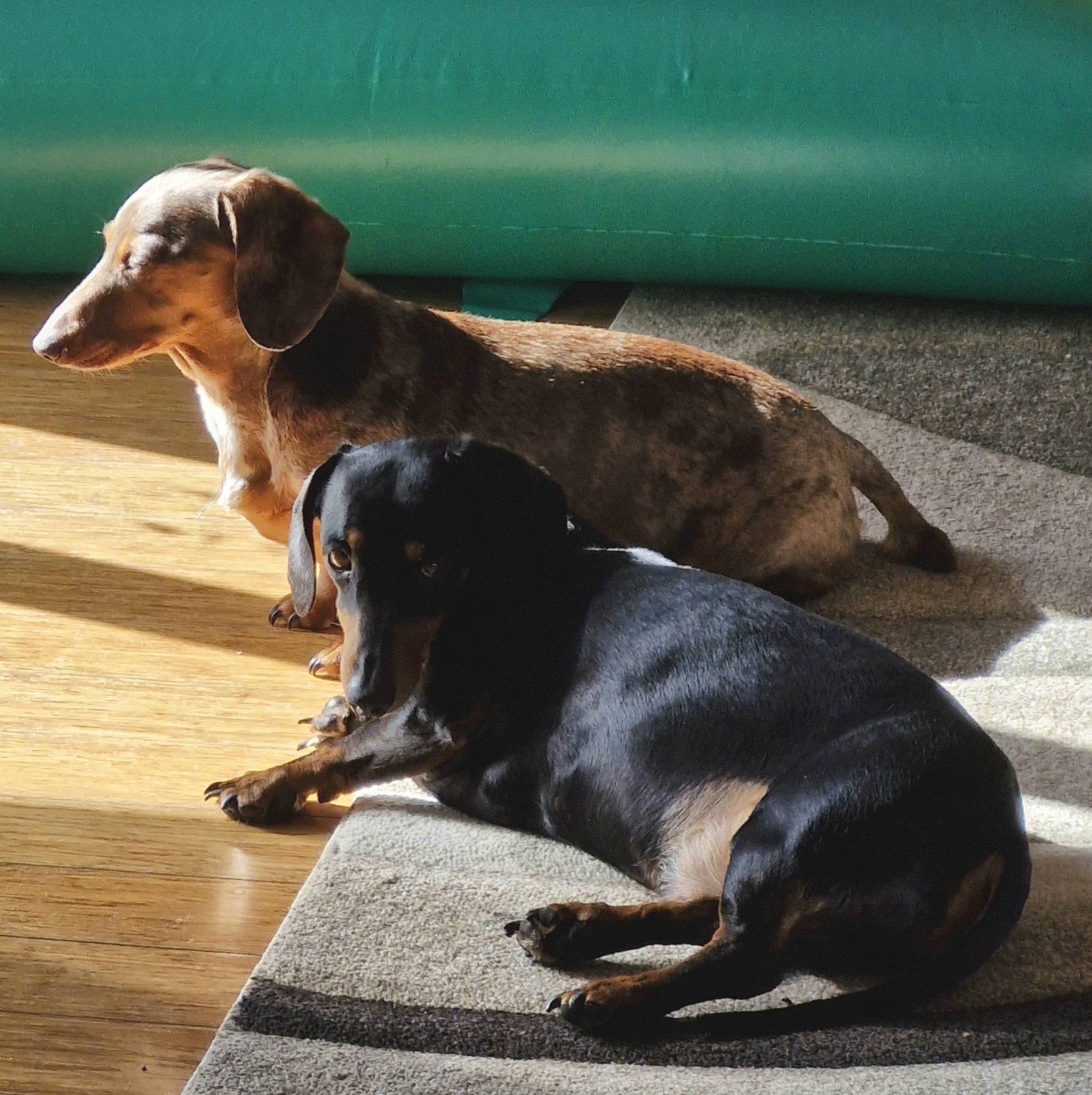 Chippolata & Pepperoni (7 years old) ACT - Dachshund Rescue Australia